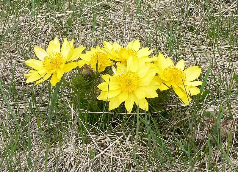 Adonis vernalis - Web page Navigation - Spring Pheasant's Eye