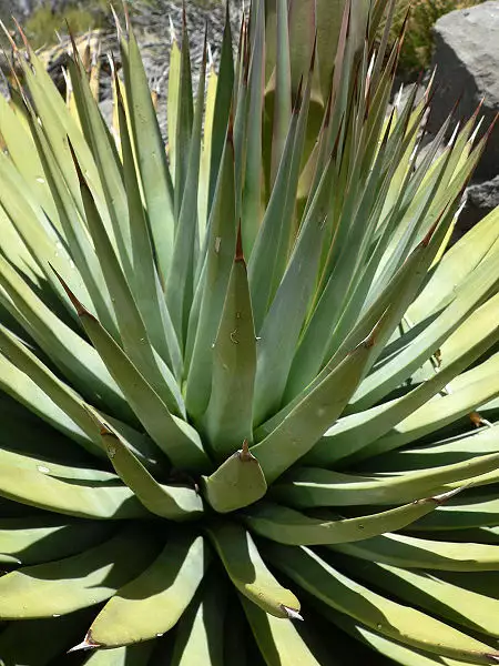 Agave utahensis - Flower,Herbaceous Plants,Perennial,Web page ...