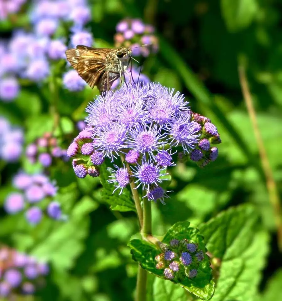 Ageratum houstonianum 'Blue Mink' - Annual,Herbaceous Plants ...