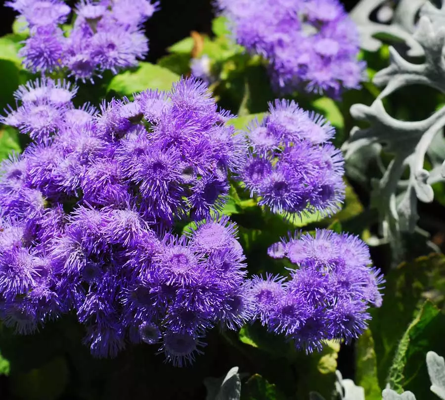 Ageratum houstonianum 'Blue Mink' - Annual,Herbaceous Plants ...