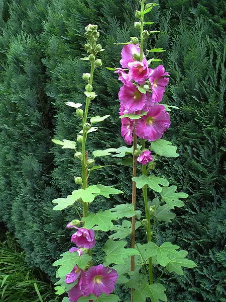 Alcea rosea - Annual,Herbaceous Plants,Medicinal Herbs - Hollyhock
