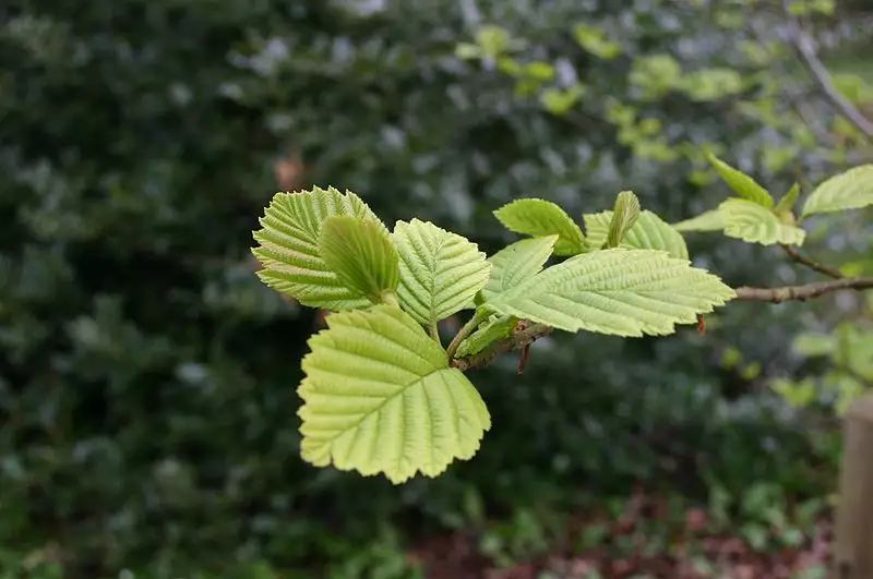 Alnus hirsuta - Deciduous - Manchurian Alder