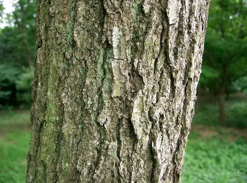 Alnus japonica - Deciduous - Japanese Alder