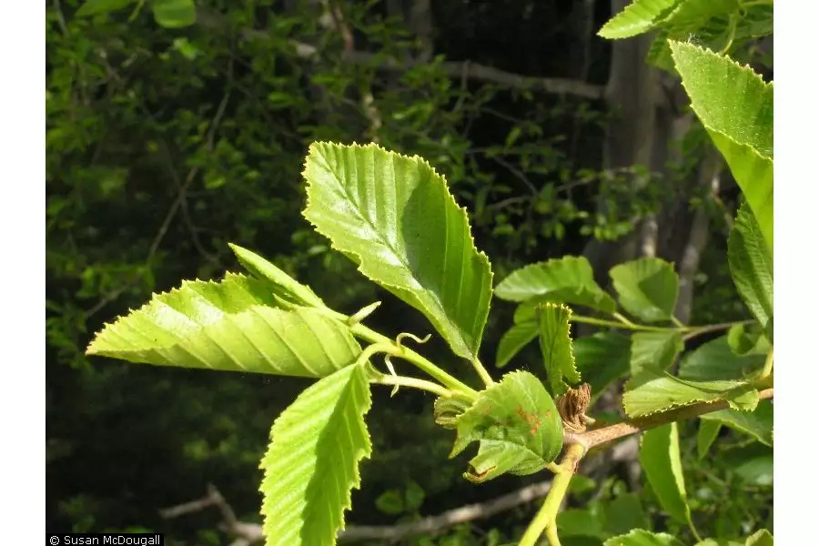 Alnus rhombifolia - Deciduous - Sierra Alder, White Alder