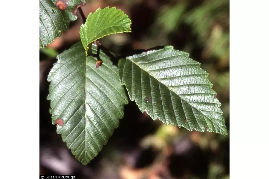 Alnus rubra - Deciduous,Medicinal Herbs - Red Alder
