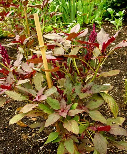 Amaranthus cruentus - Annual,Herbaceous Plants - Alegria, Huautli ...