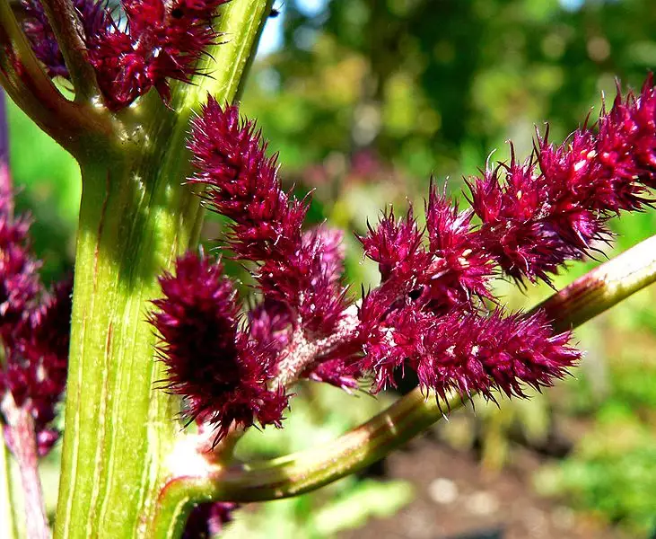 Amaranthus cruentus - Annual,Herbaceous Plants - Alegria, Huautli ...