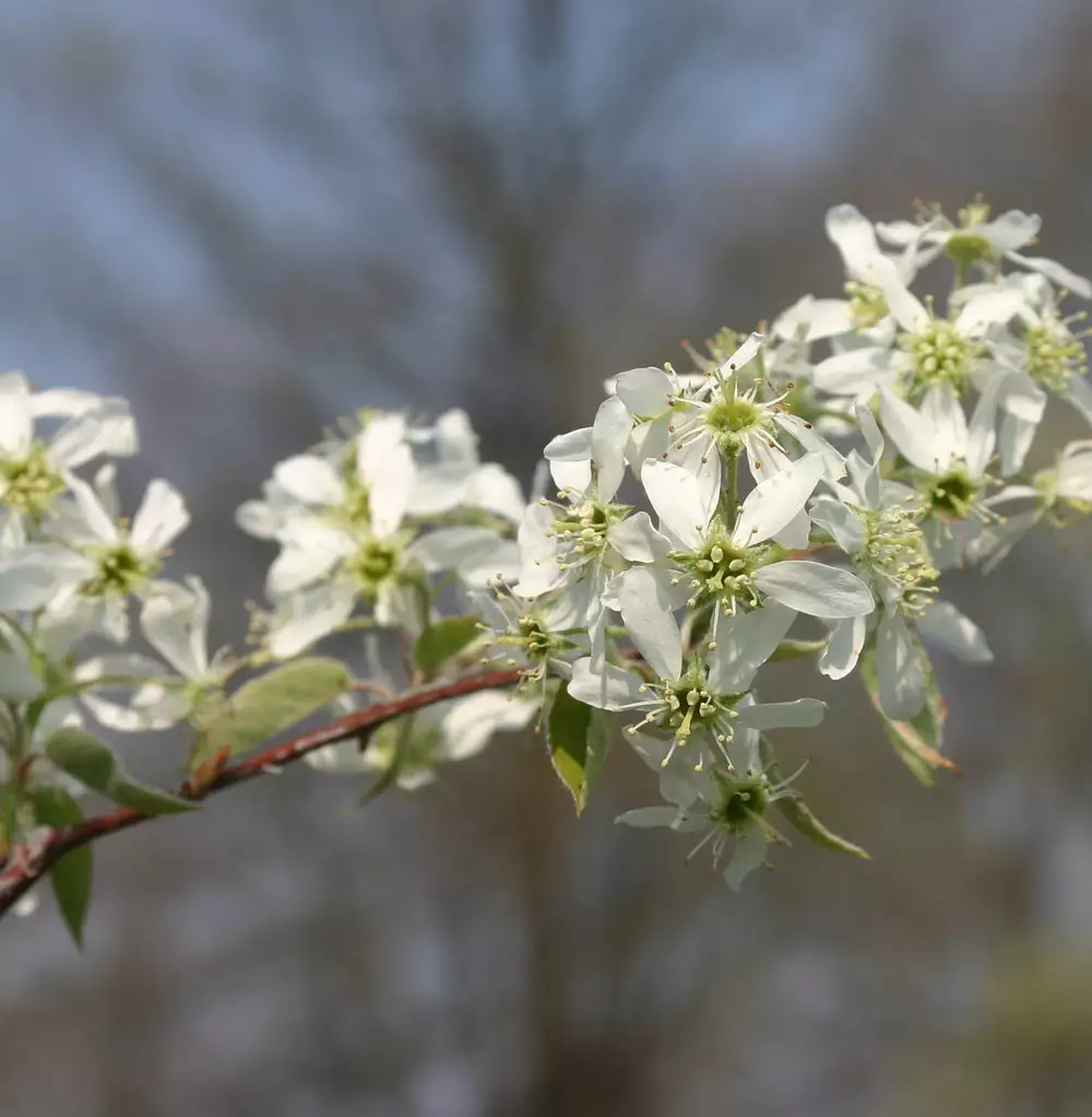 Amelanchier arborea clean seed - Flowering Tree - Common Serviceberry ...