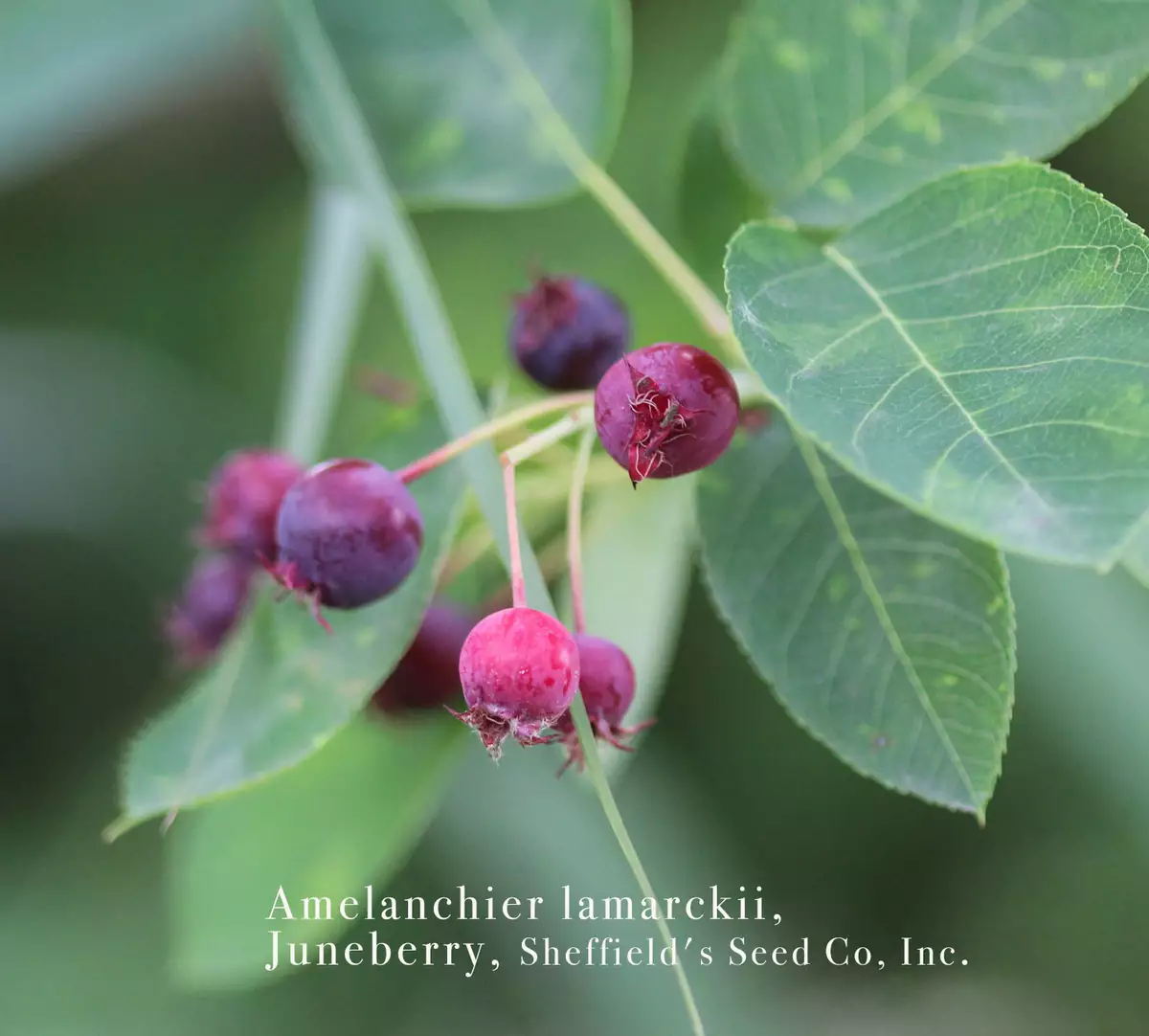 Amelanchier lamarckii - Flowering Tree - Juneberry