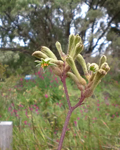 Kangaroo Paw (Anigozanthos flavidus) - Level Up Garden