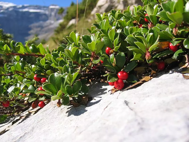 Arctostaphylos uva-ursi - Medicinal Herbs,Shrub - Bearberry, Kinnikinick