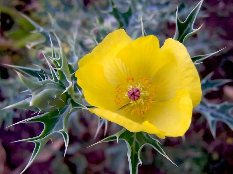 Mexican Prickly Poppy (Argemone mexicana) - Level Up Garden