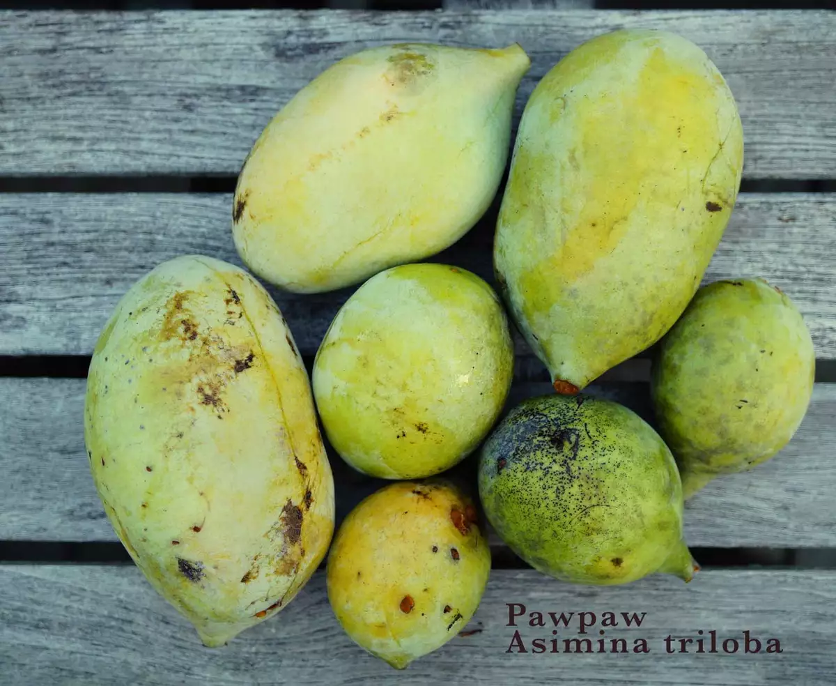 Asimina triloba - Deciduous,Edible Fruit/Nuts,Fruits - Common Pawpaw