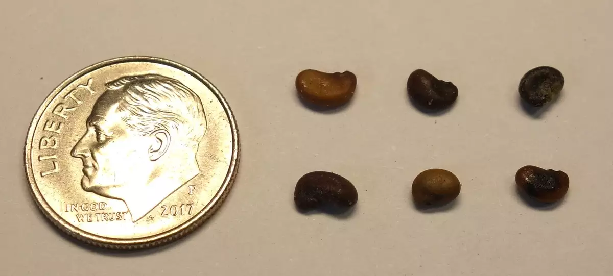 Baptisia australis - Herbaceous Plants,Medicinal Herbs,Perennial ...