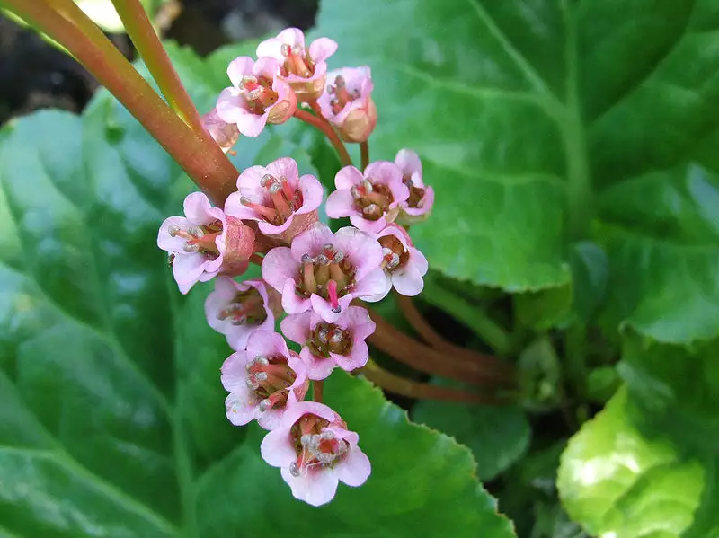 Bergenia crassifolia var. pacifica - Flower,Herbaceous Plants,Perennial ...