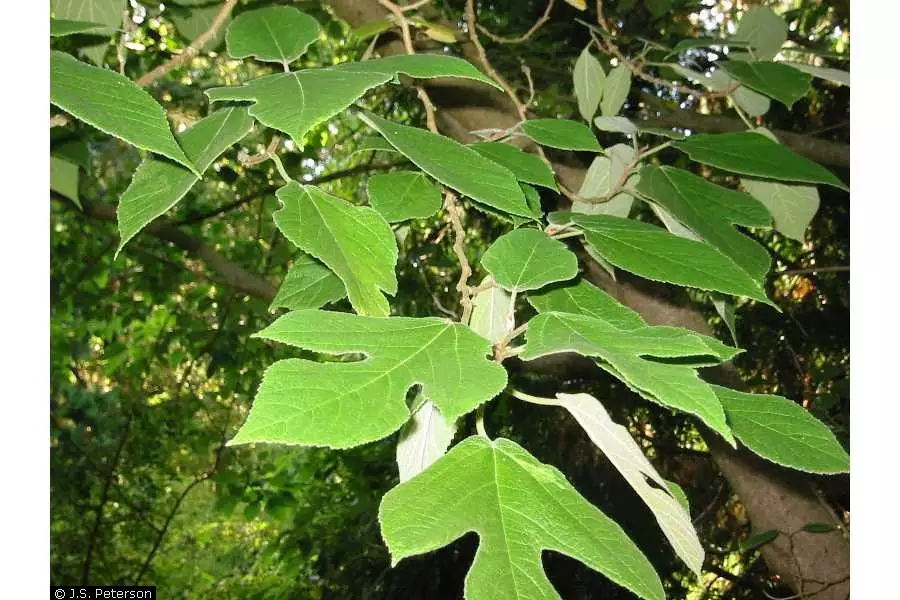 Broussonetia papyrifera - Shade Tree - Halibun, Kalivon, Kozo, Paper ...
