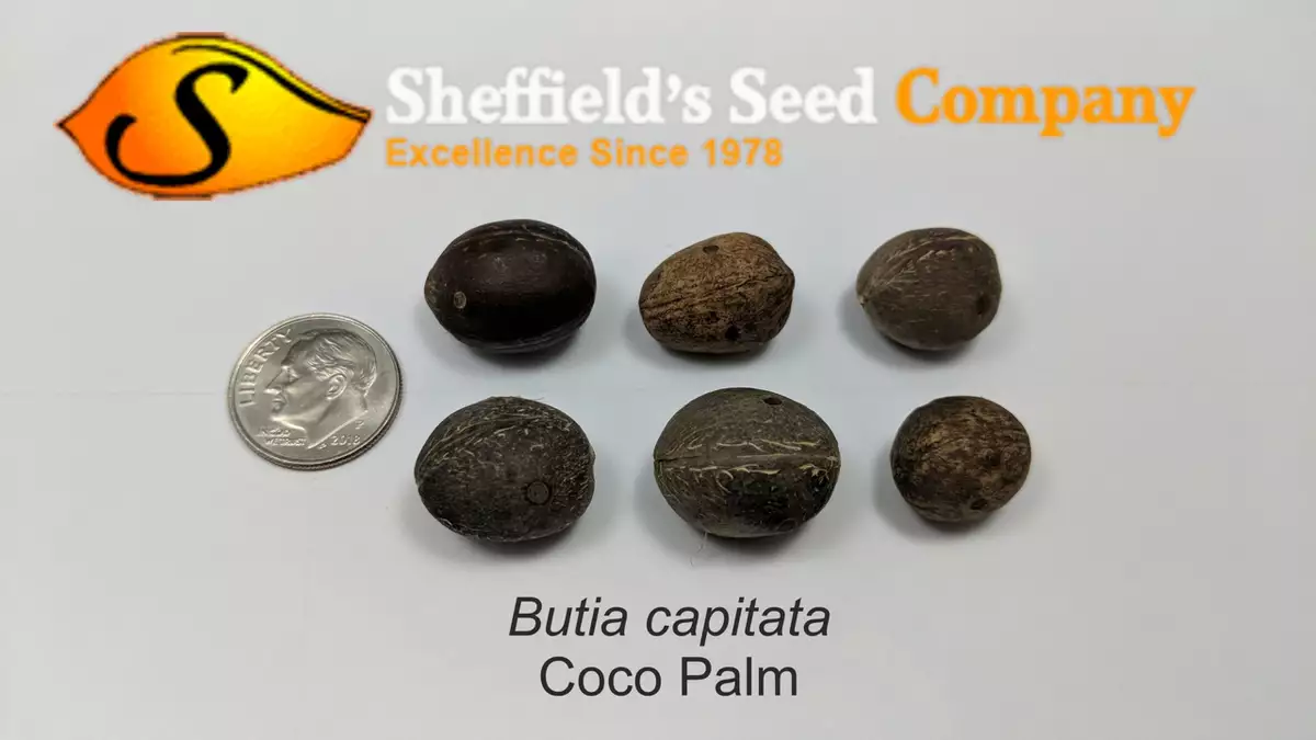 Butia capitata - Palm,Tree,Tropical,Web page Navigation - Coco Palm ...