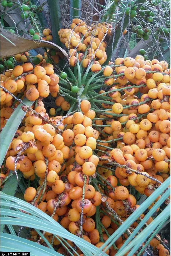 Sheffield's Seed Company