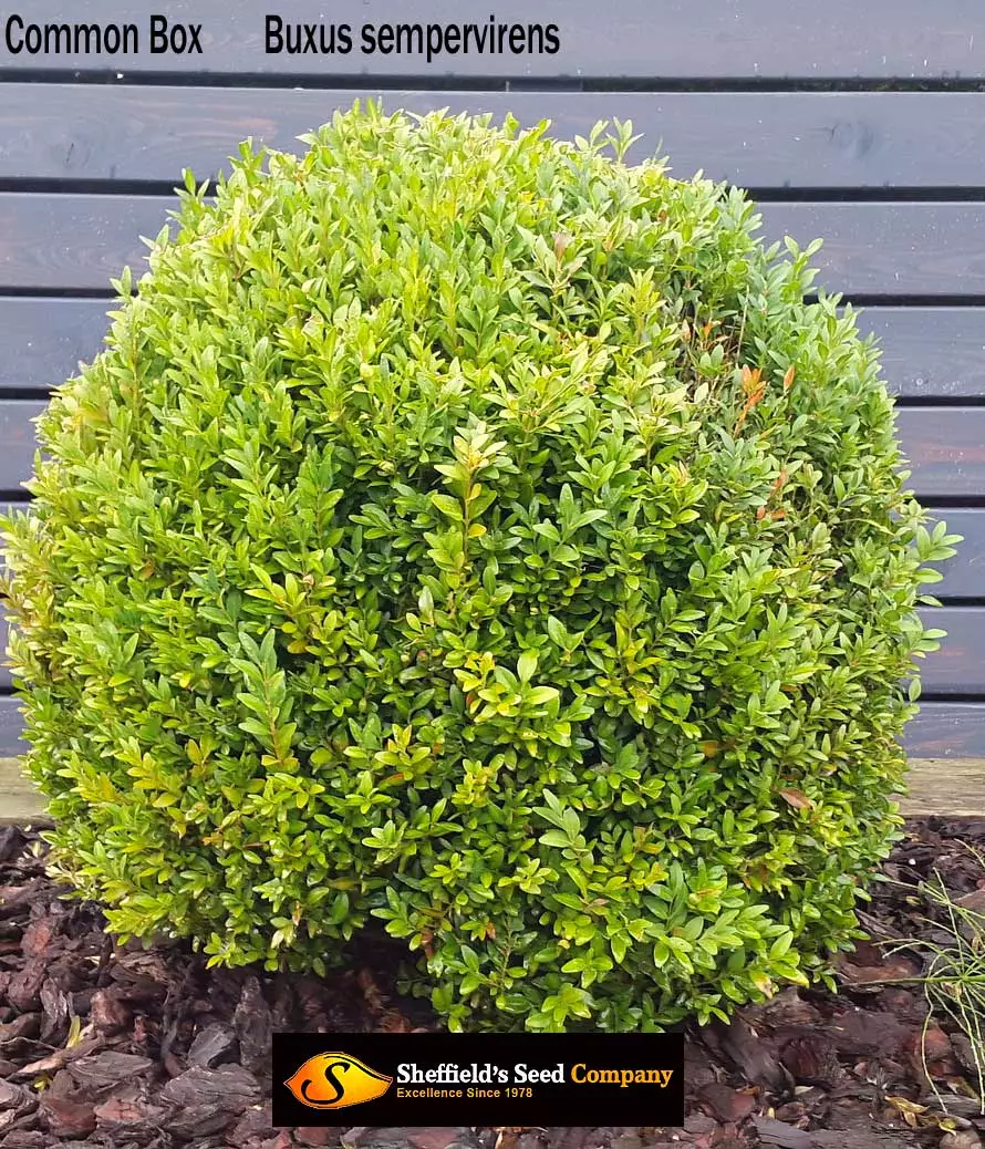 Buxus sempervirens - Shrub - Common Box, Common Boxwood