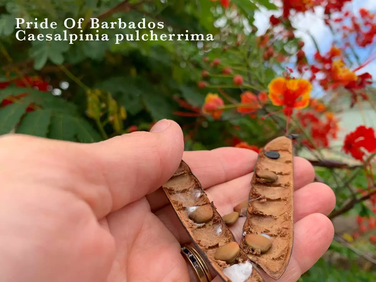 Sheffield's Seed Company