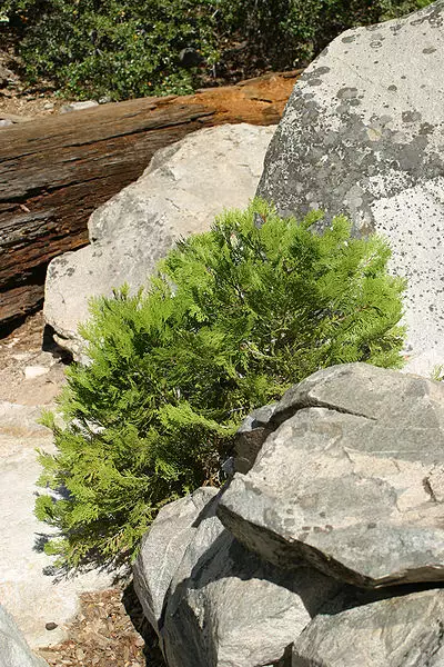 Calocedrus decurrens - Conifer - California Incense Cedar, Incense Cedar