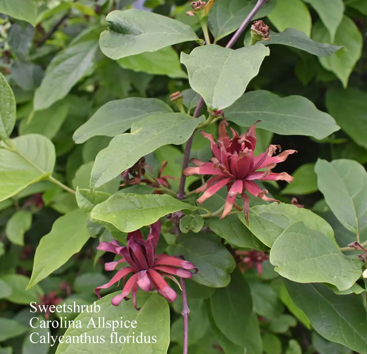 Sheffield's Seed Company