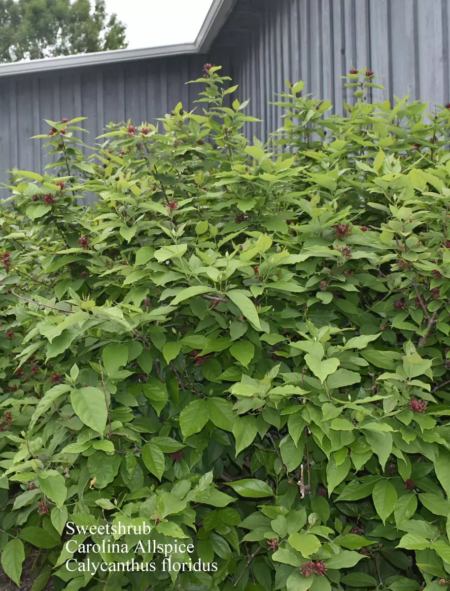 Calycanthus floridus - Shrub - Carolina Allspice, Common Sweetshrub ...