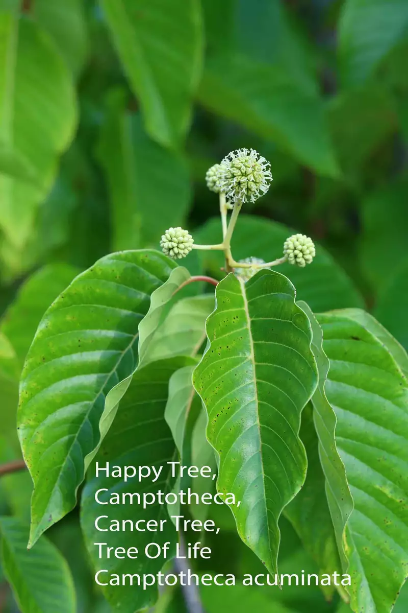 Camptotheca acuminata - Deciduous,Medicinal Herbs,Ornamental Fruit ...