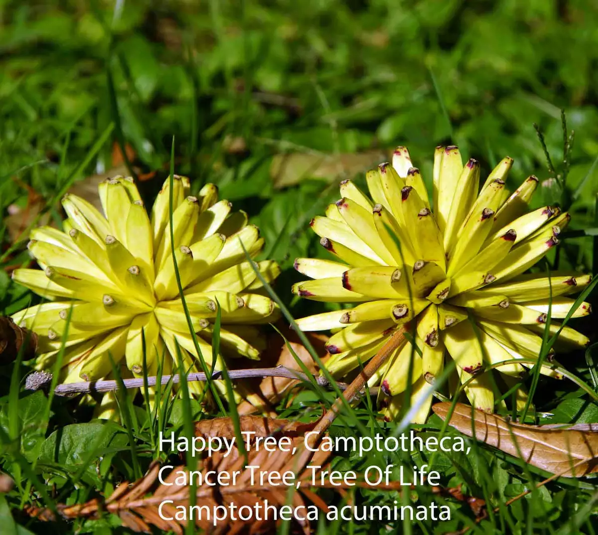 Camptotheca acuminata - Deciduous,Medicinal Herbs,Ornamental Fruit ...