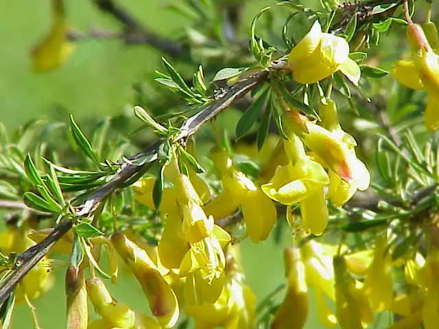 Caragana pygmaea - Shrub,Web page Navigation - Dwarf Peashrub, Pygmy ...