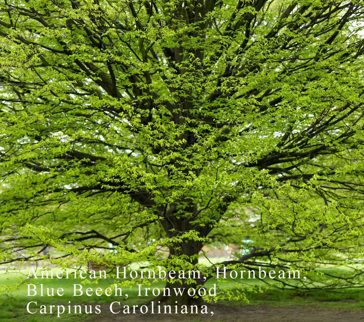 Carpinus Caroliniana Blue Beech