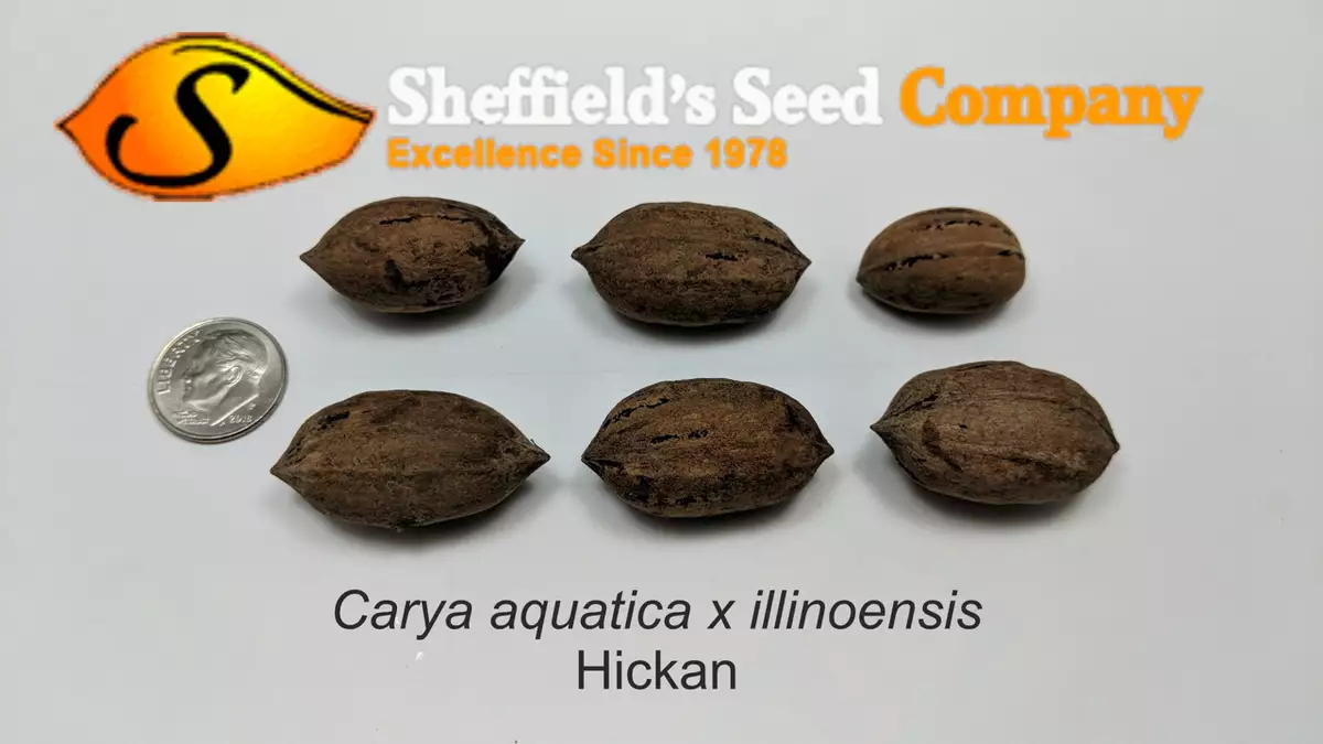 Carya aquatica var. X Illinoensis - Deciduous,Edible Fruit/Nuts,Fruits ...