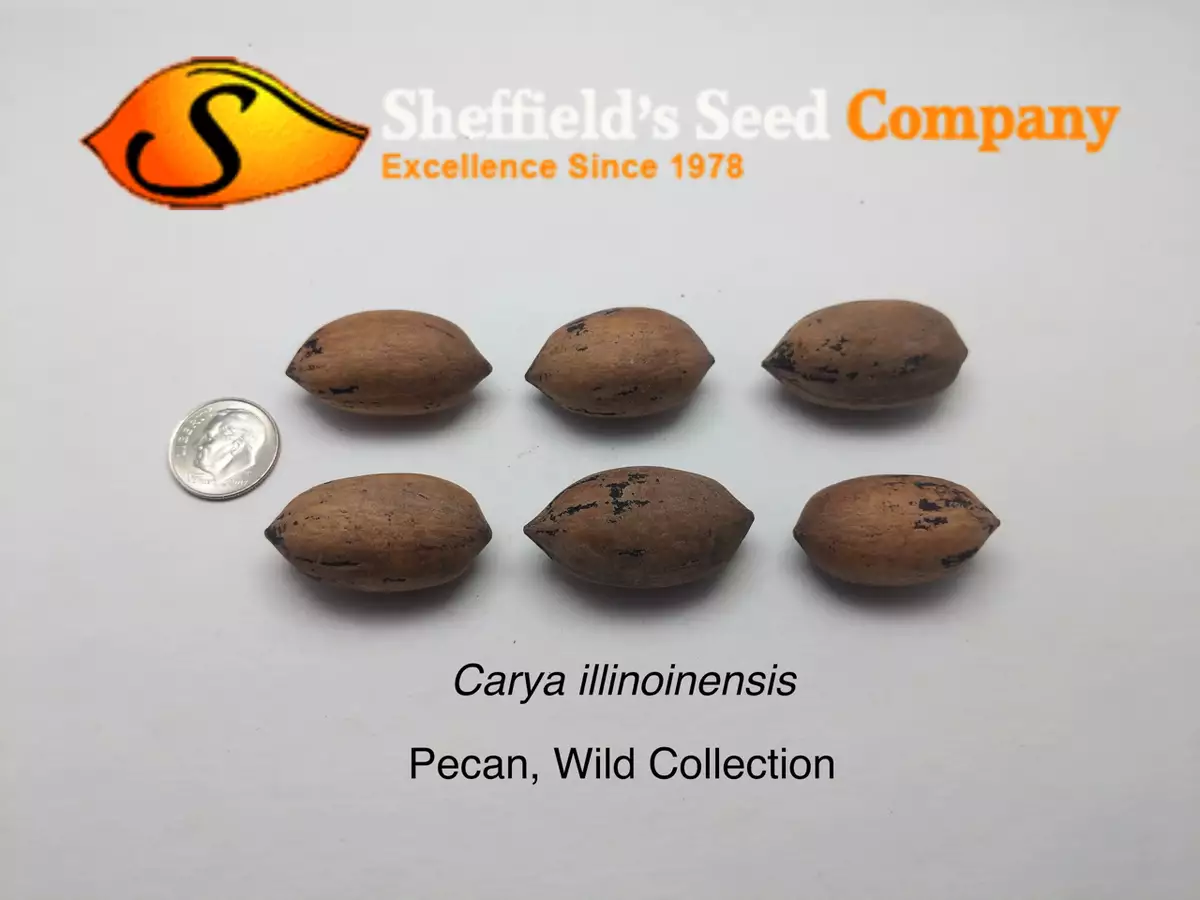Carya illinoinensis var. wild collection - Edible Fruit/Nuts,Fruits ...