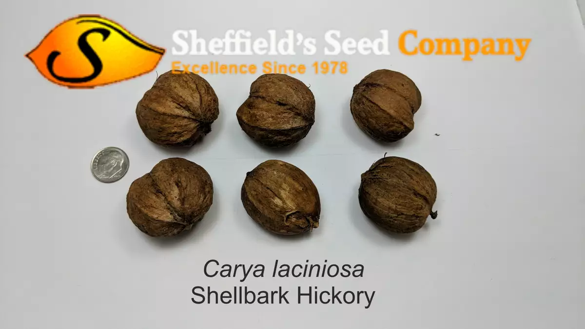 Carya laciniosa - Hardwood - Big Shellbark, Bigleaf Shagbark Hickory ...
