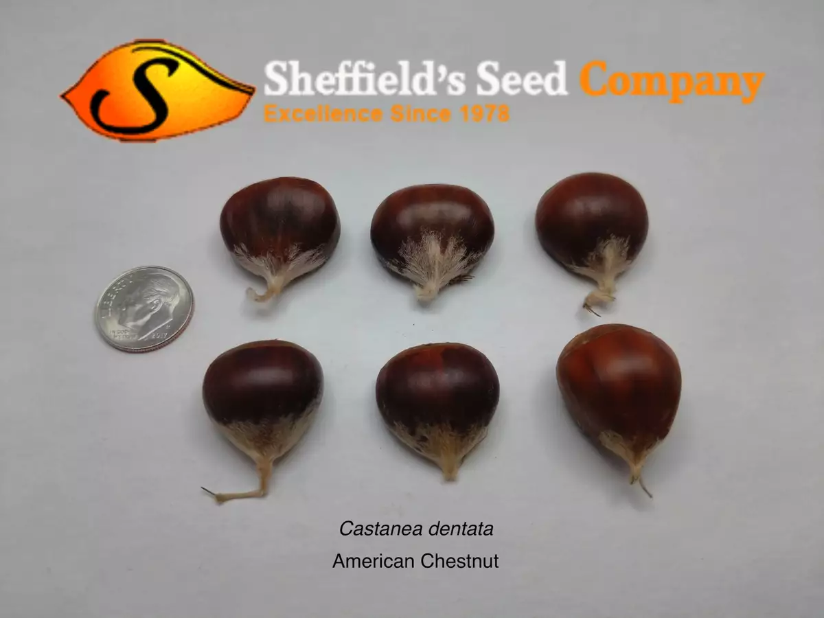 Castanea dentata - Edible Fruit/Nuts,Fruits,Hardwood,Shade Tree ...