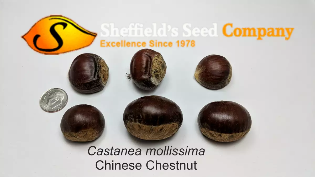 Castanea mollissima - Edible Fruit/Nuts,Fruits - Chinese Chestnut