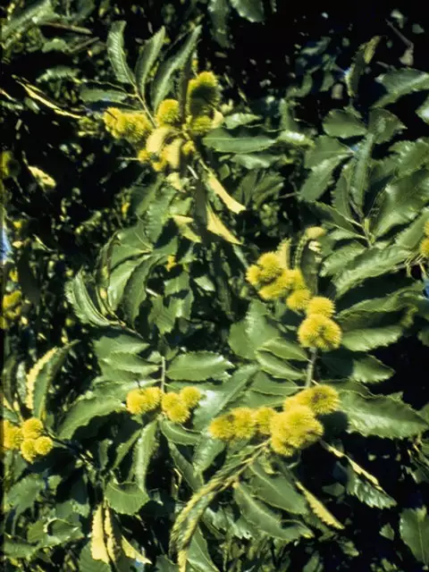 Castanea pumila var. pumila - Edible Fruit/Nuts,Fruits,Medicinal Herbs ...