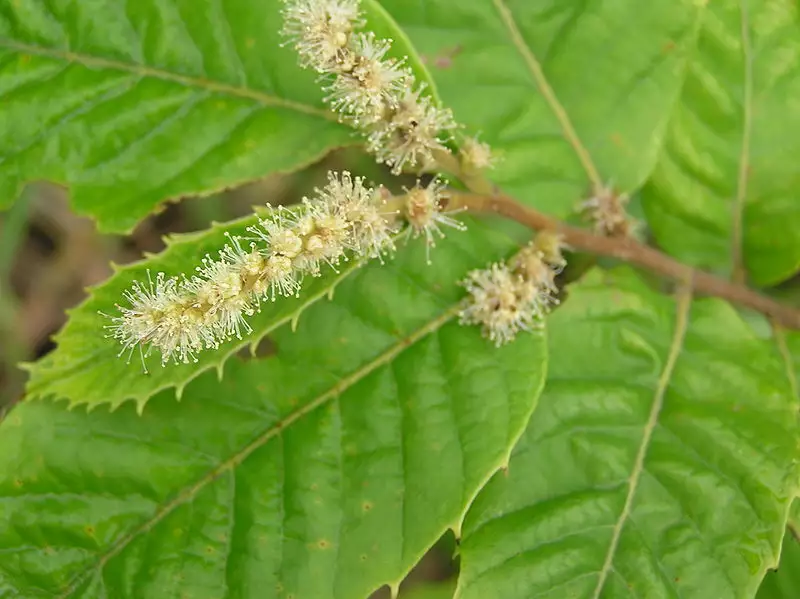 Castanea seguinii ssp. x pumila - Edible Fruit/Nuts,Fruits,Tree,Web ...
