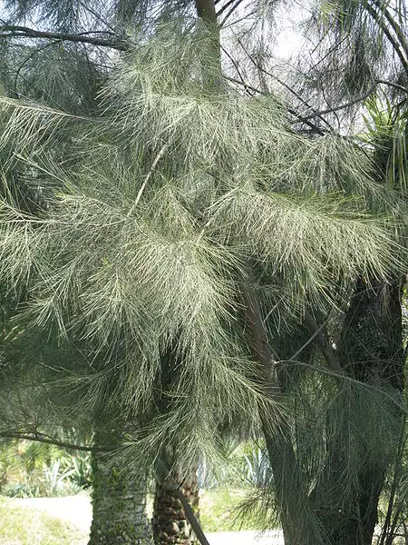 Casuarina cunninghamiana - Evergreen Leaves - Australian Pine, Beefwood ...