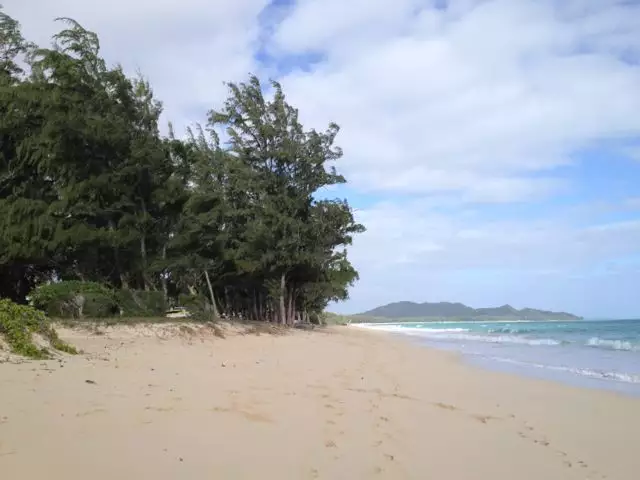 Casuarina equisetifolia - Bonsai,Evergreen Leaves,Tropical - Australian ...