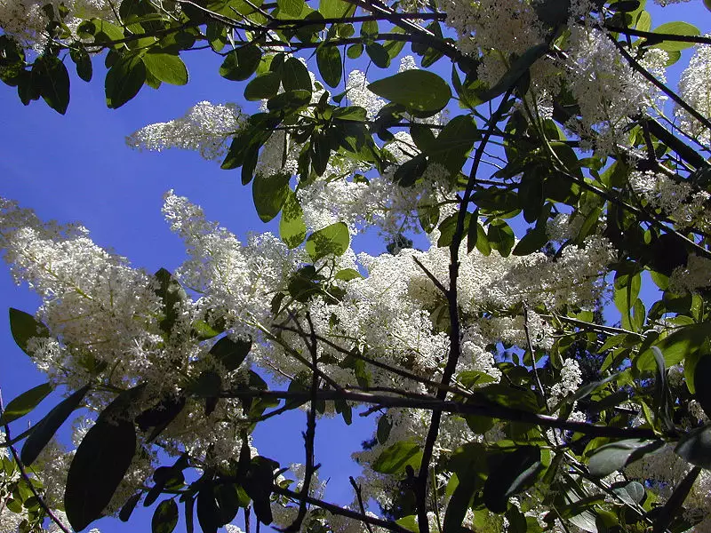 Ceanothus integerrimus - Shrub,Shrub and Vine Seeds,Web page Navigation ...