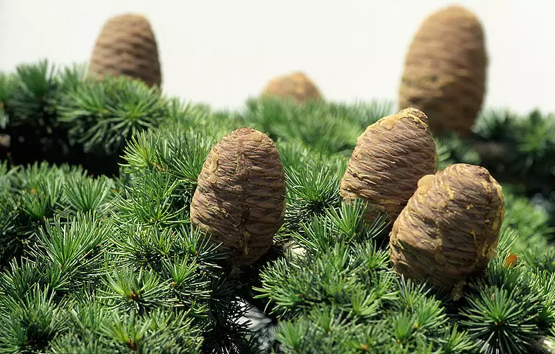 Cedrus libani - Common Bonsai,Conifer,Medicinal Herbs - Cedar Of ...