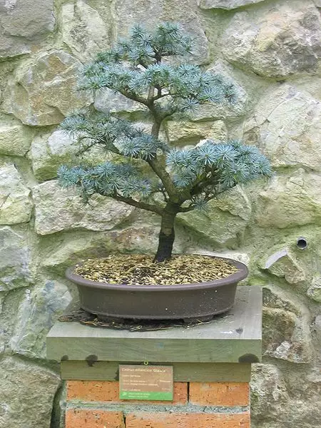 Cedrus libani - Common Bonsai,Conifer,Medicinal Herbs - Cedar Of ...
