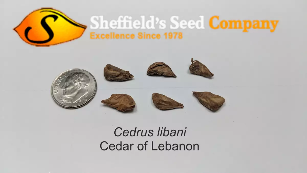Cedrus libani - Common Bonsai,Conifer,Medicinal Herbs - Cedar Of ...