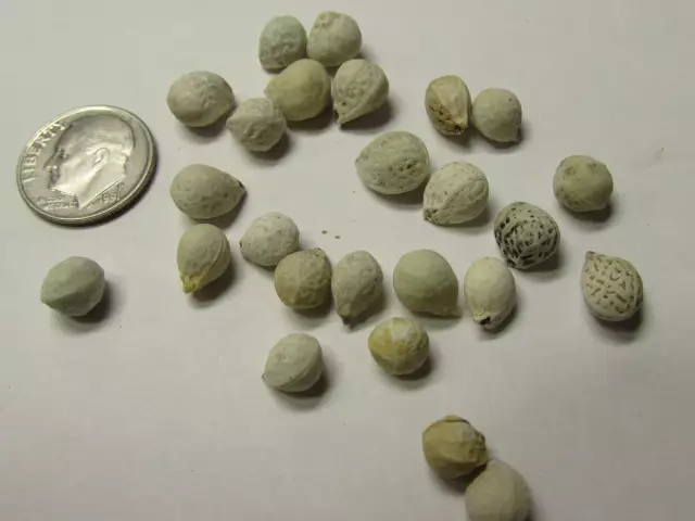 Sheffield's Seed Company