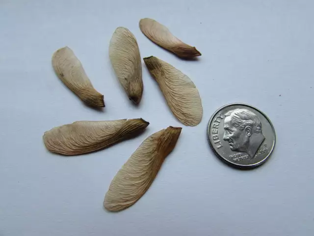 Acer rubrum Southern winged seed - Common Bonsai,Deciduous,Hardwood ...