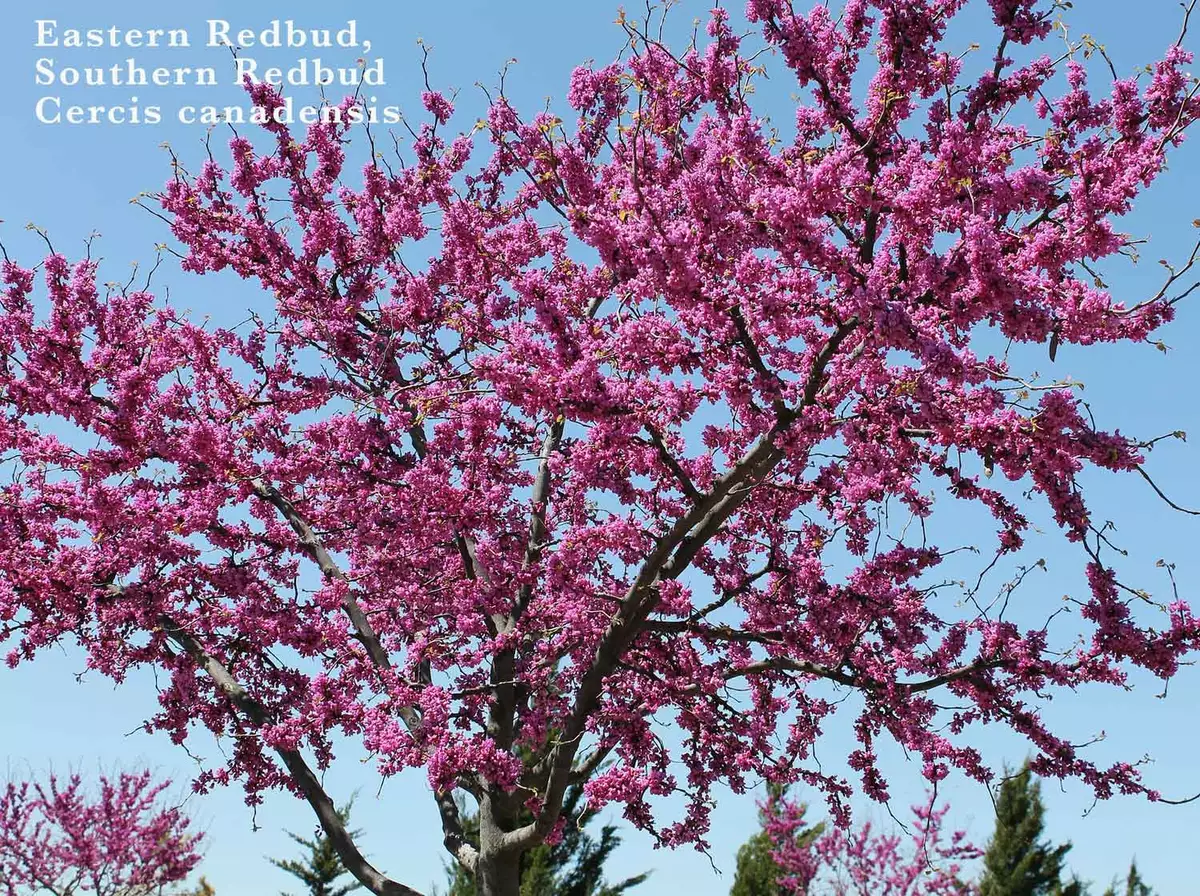 Cercis canadensis Northern Zone 4 - Flowering Tree,Tree,Web page ...