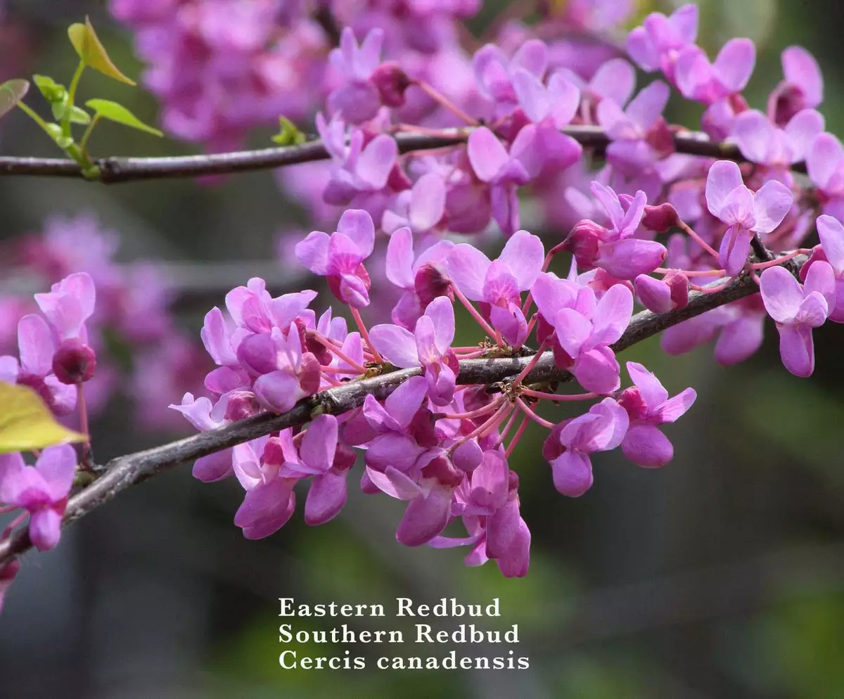 Cercis canadensis Northern Zone 6 - Flowering Tree - Eastern Redbud ...