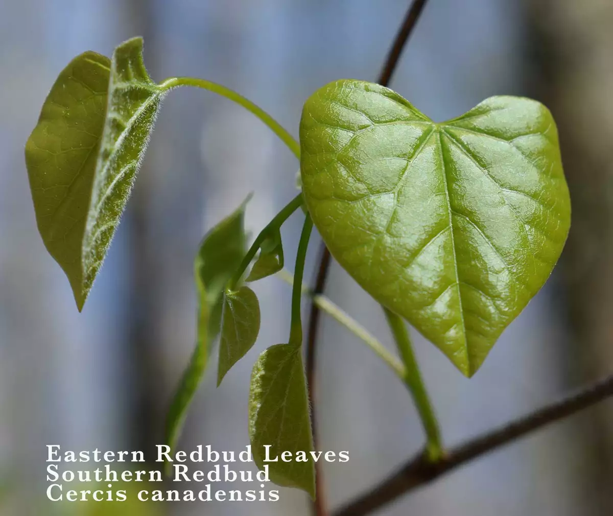 Cercis canadensis Northern Zone 6 - Flowering Tree - Eastern Redbud ...