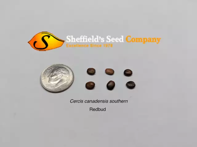 Cercis canadensis Southern - Flowering Tree - Eastern Redbud, Southern ...